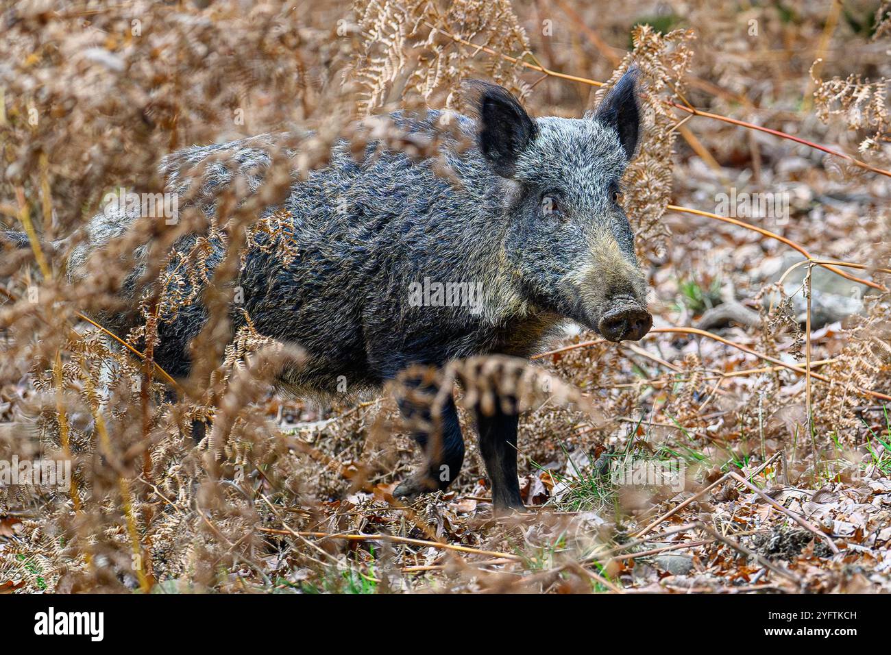 Wild Boar in the Forest of Dean Stock Photo - Alamy