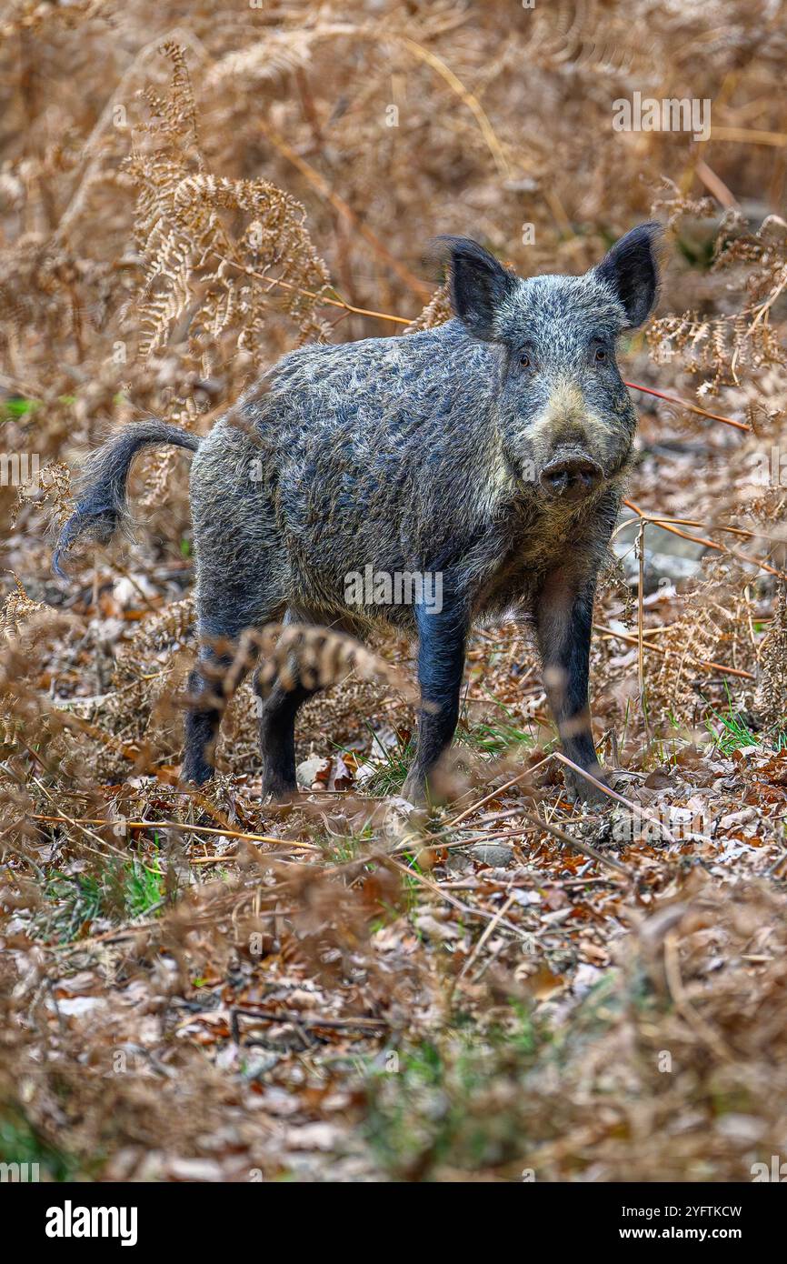 Forest in sow hi-res stock photography and images - Alamy