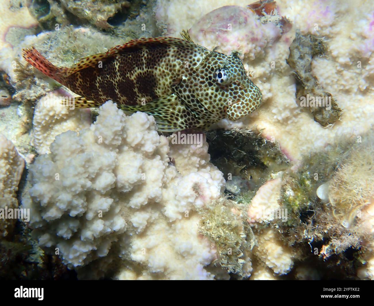 Blenniidae hi-res stock photography and images - Alamy