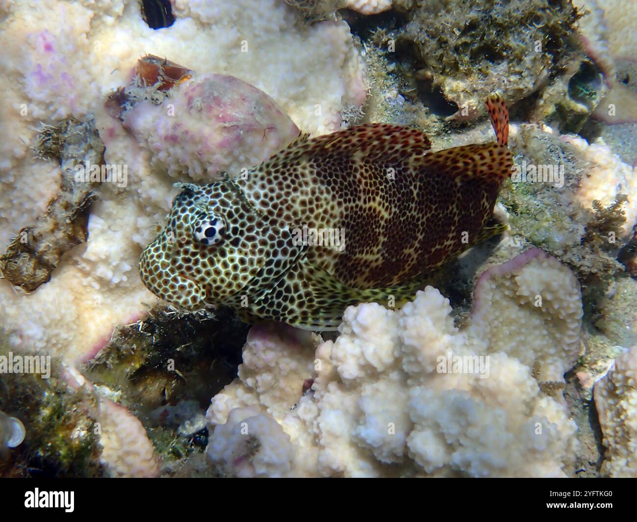 Blenniidae hi-res stock photography and images - Alamy