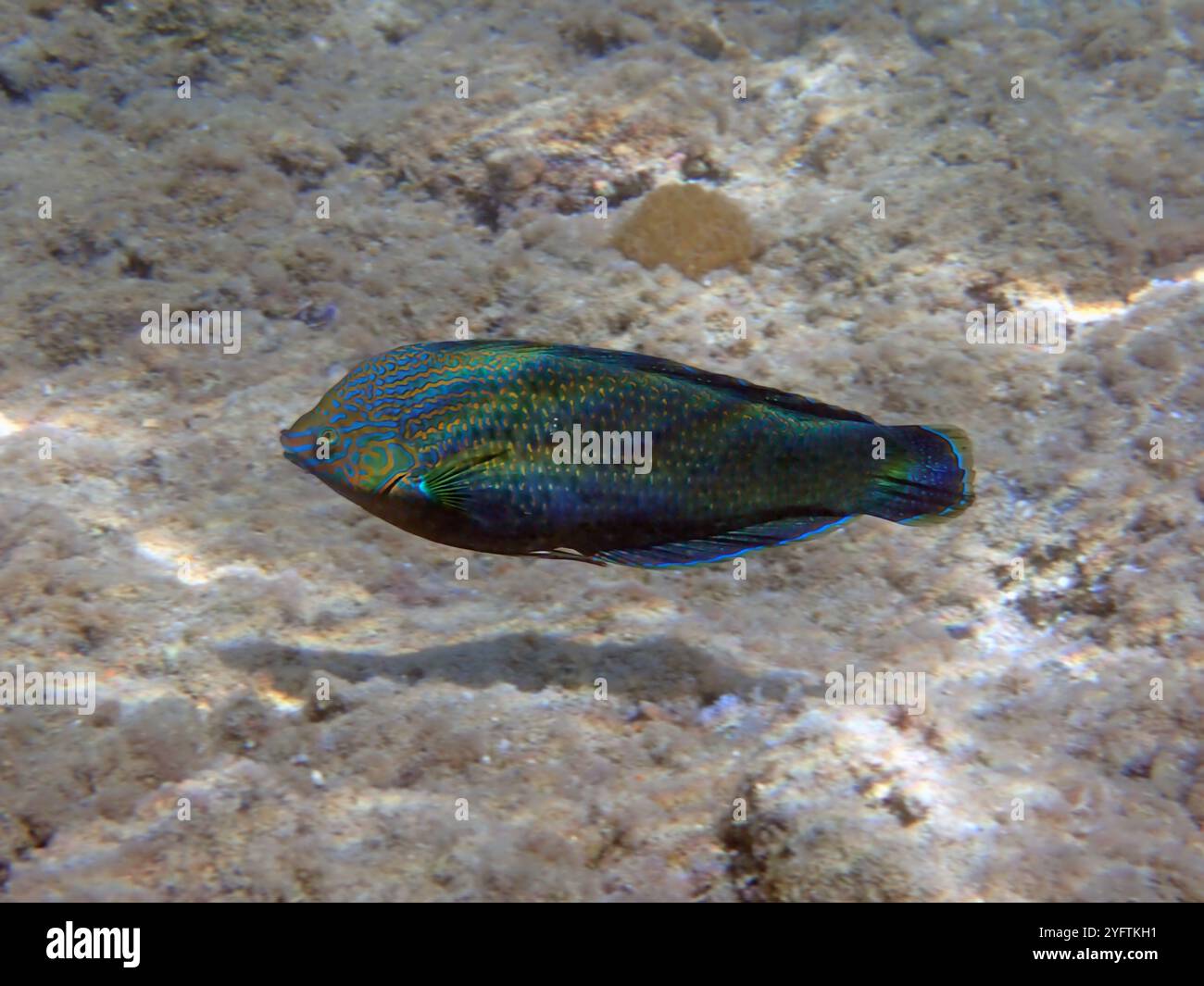 Blue Spotted Tamarin Wrasse - Anampses caeruleopunctatus. Undersea ...