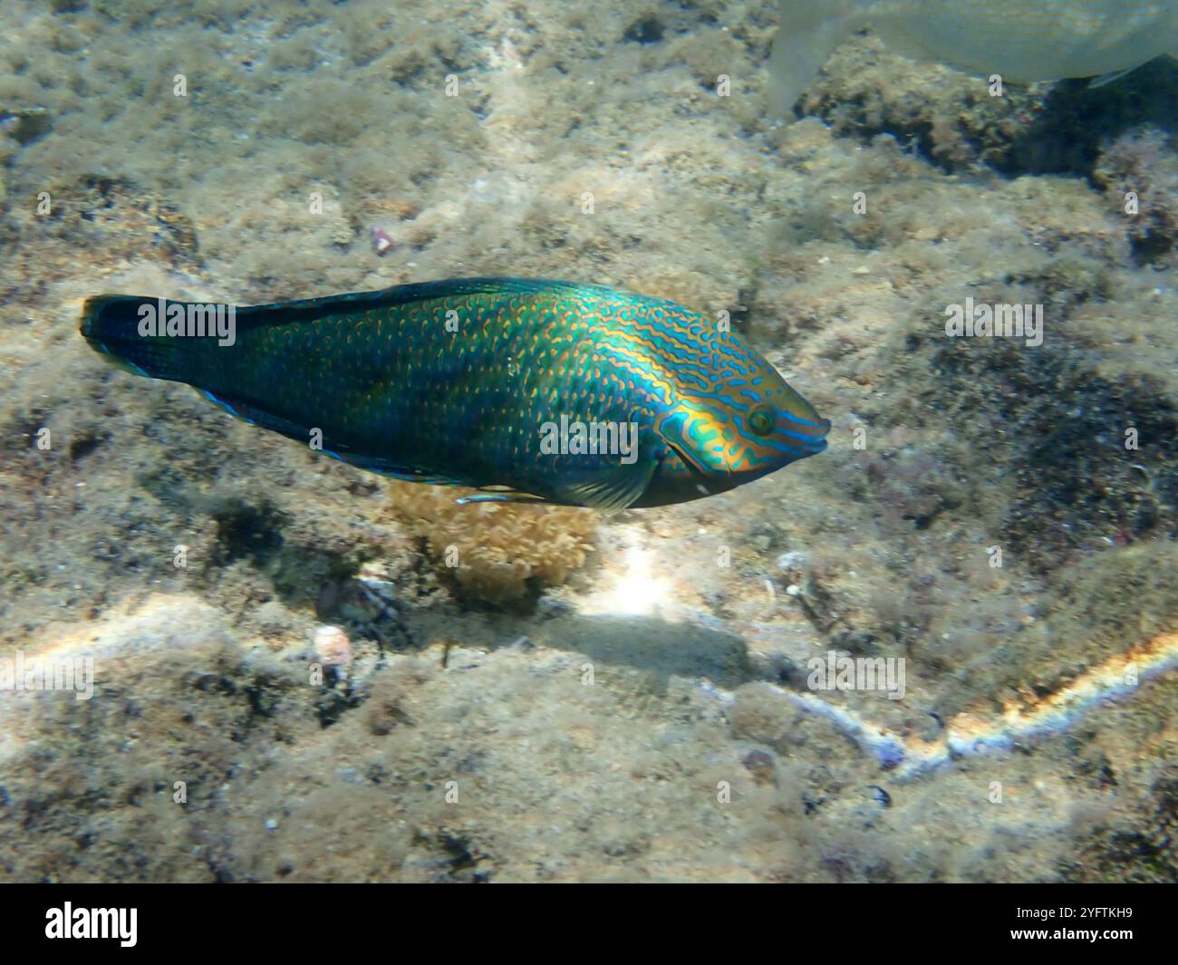 Blue Spotted Tamarin Wrasse - Anampses caeruleopunctatus. Undersea ...
