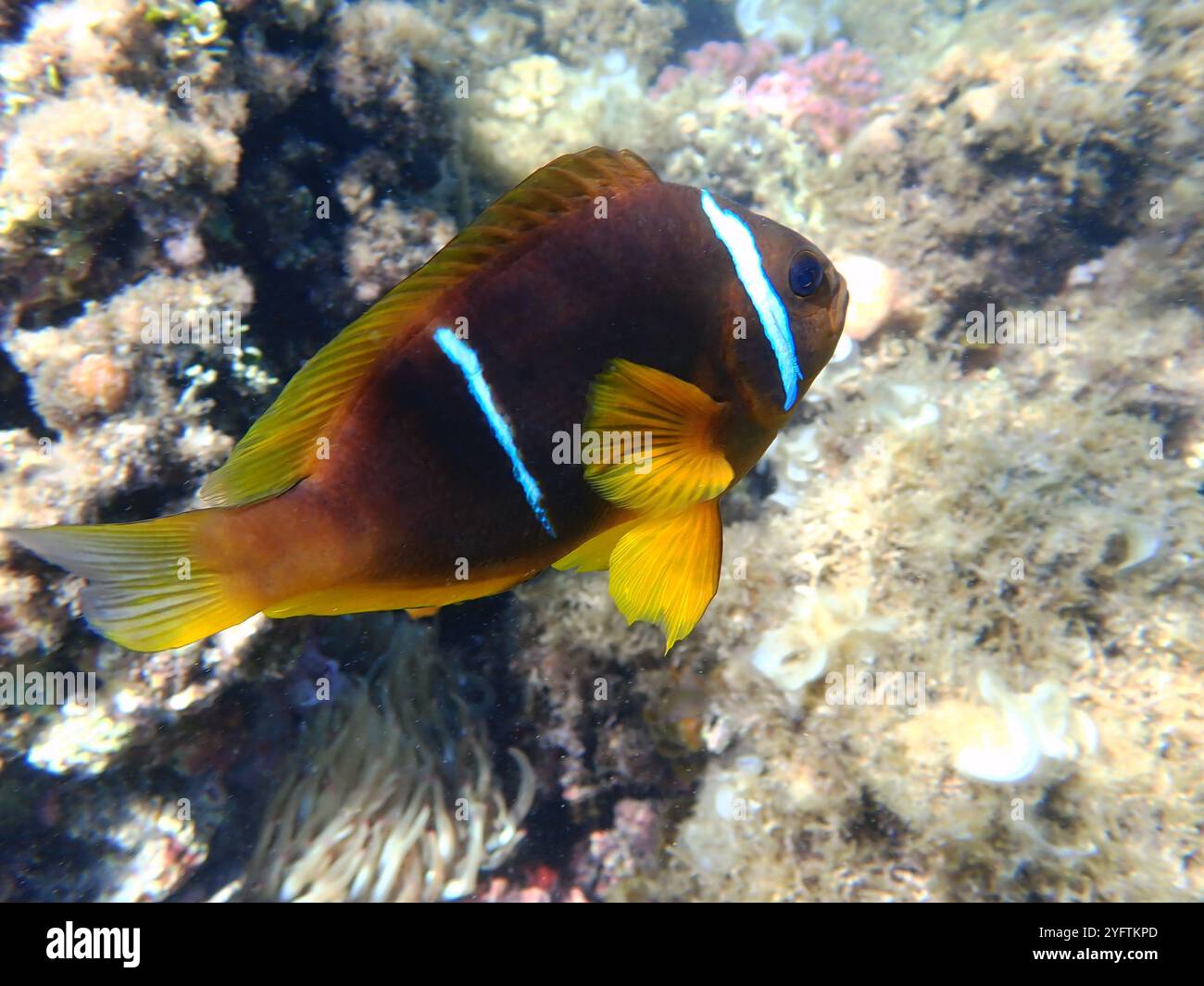 The orange-fin anemonefish (Amphiprion chrysopterus) is a marine fish ...