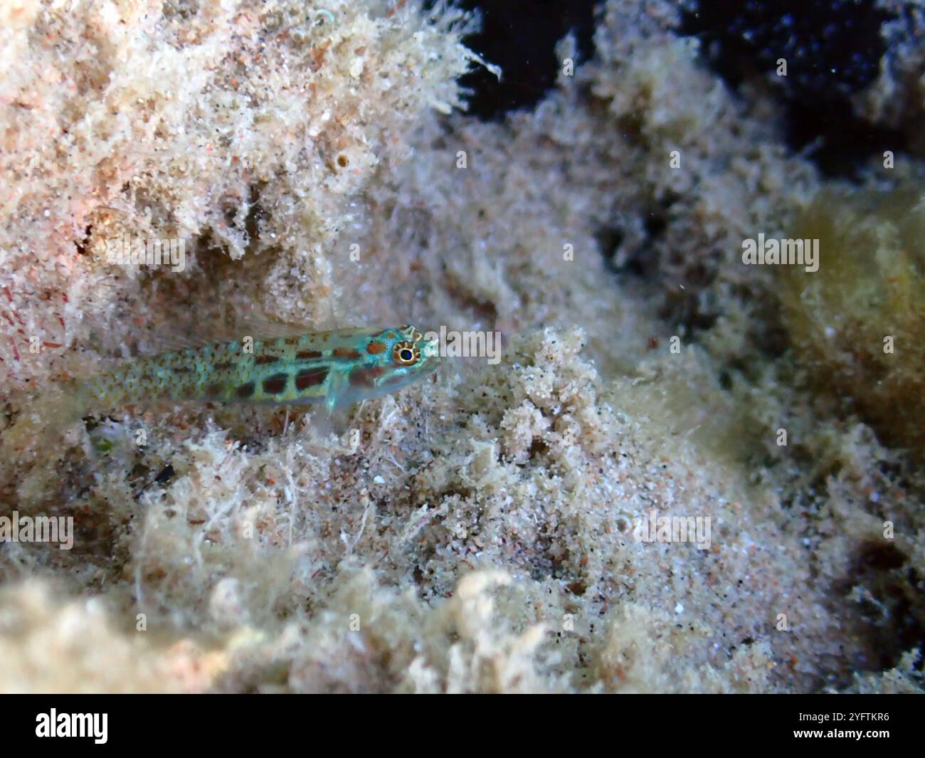 Emerald dwarf goby fish - Eviota smaragdus Stock Photo - Alamy