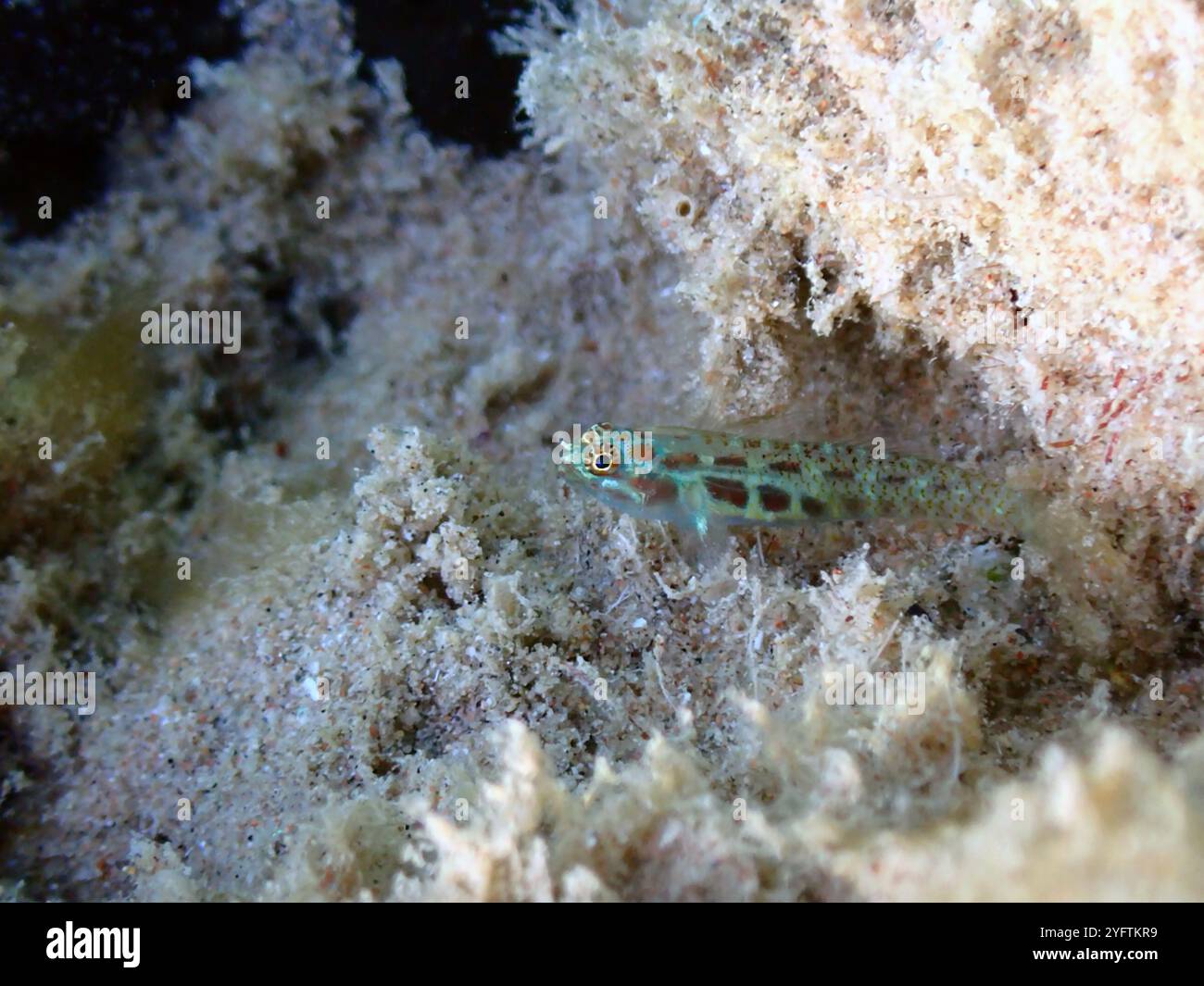 Dwarf pygmy gobies hi-res stock photography and images - Alamy