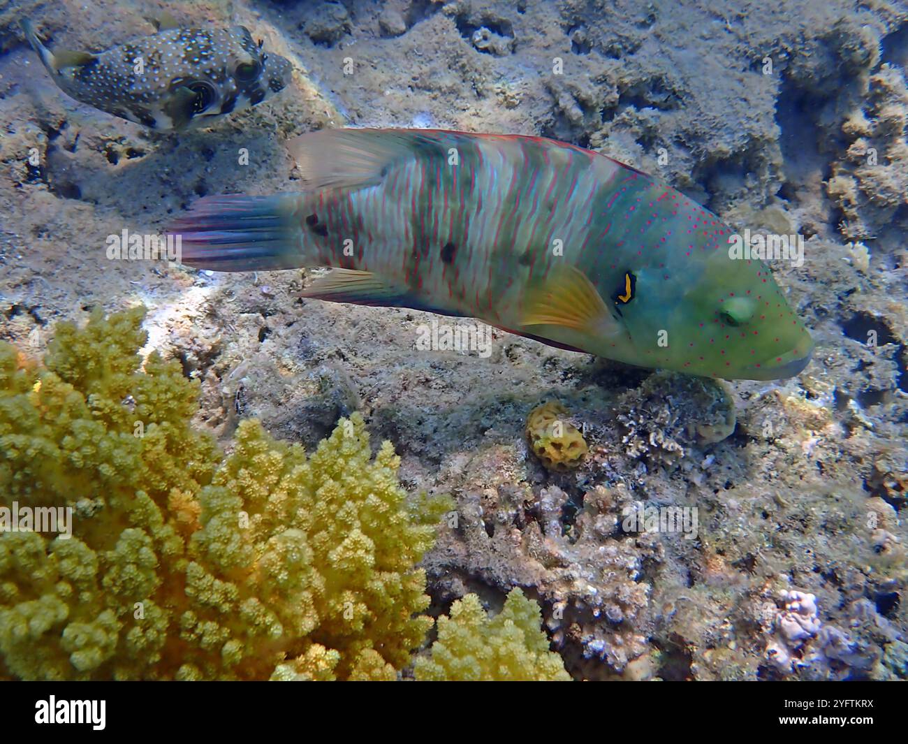 Cheilinus lunulatus coral reef hi-res stock photography and images - Alamy