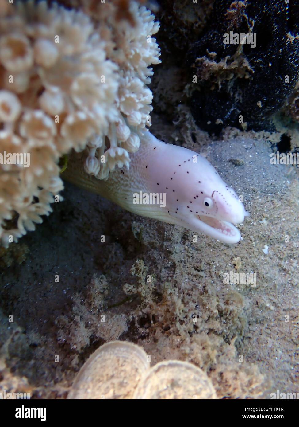 Geometric Moray Eel - Gymnothorax griseus Stock Photo - Alamy