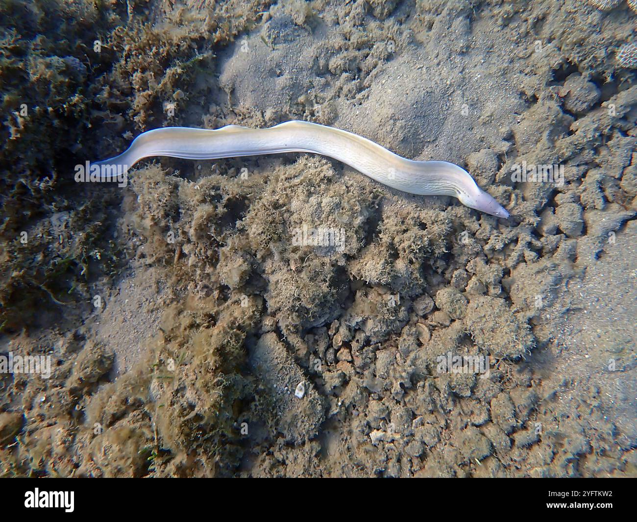 Geometric Moray Eel - Gymnothorax griseus Stock Photo - Alamy