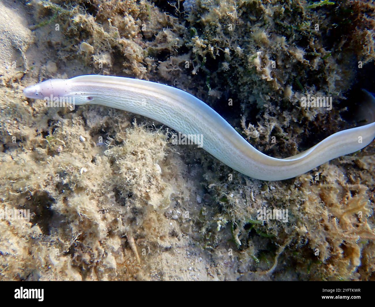 Geometric Moray Eel - Gymnothorax griseus Stock Photo - Alamy