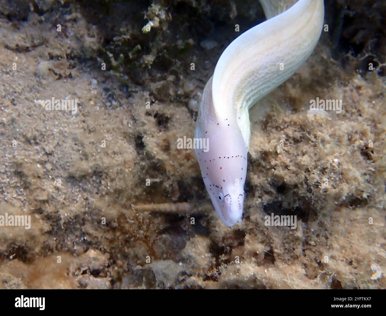 Geometric Moray Eel - Gymnothorax griseus Stock Photo - Alamy