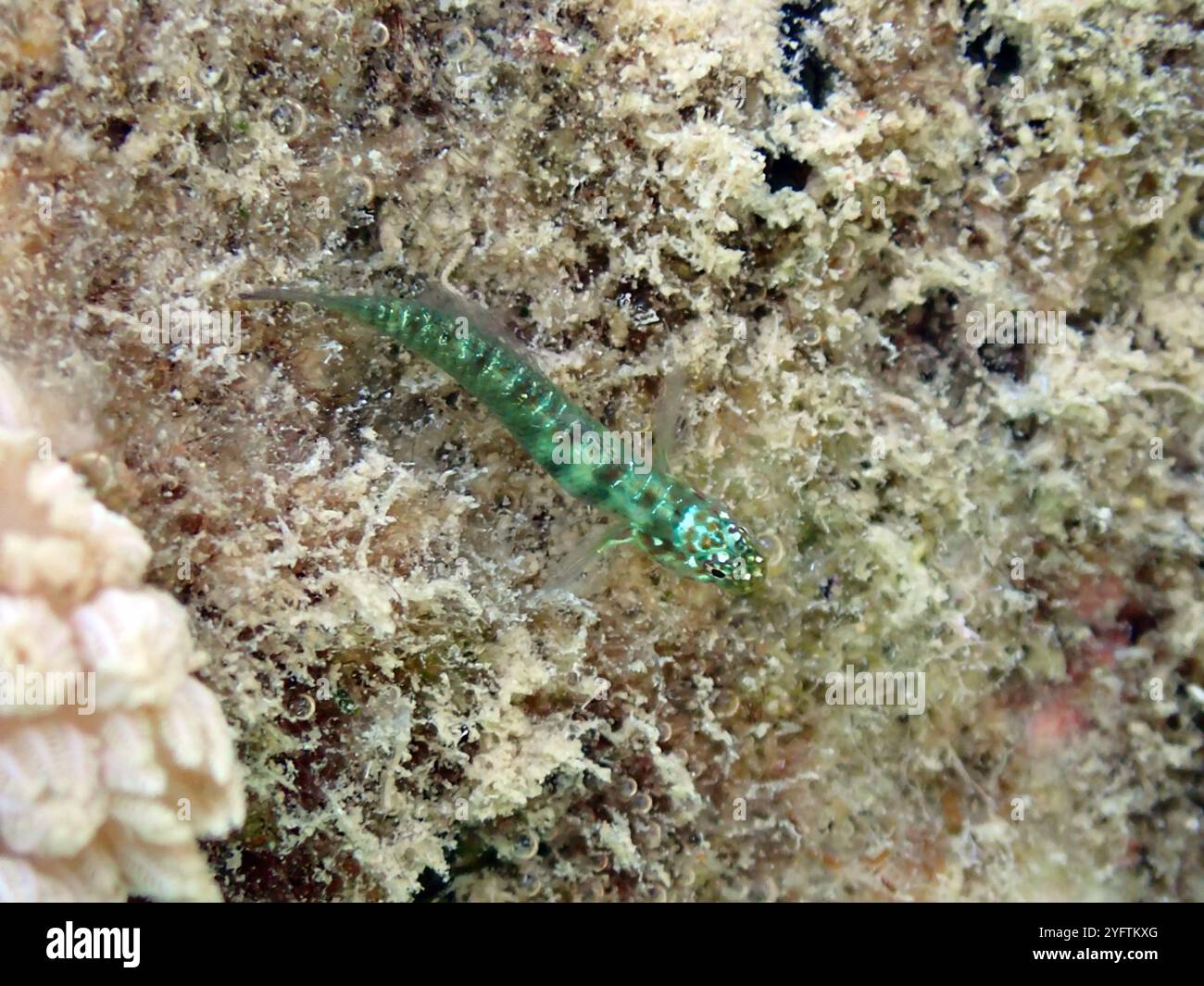 Emerald dwarf goby fish - Eviota smaragdus Stock Photo - Alamy