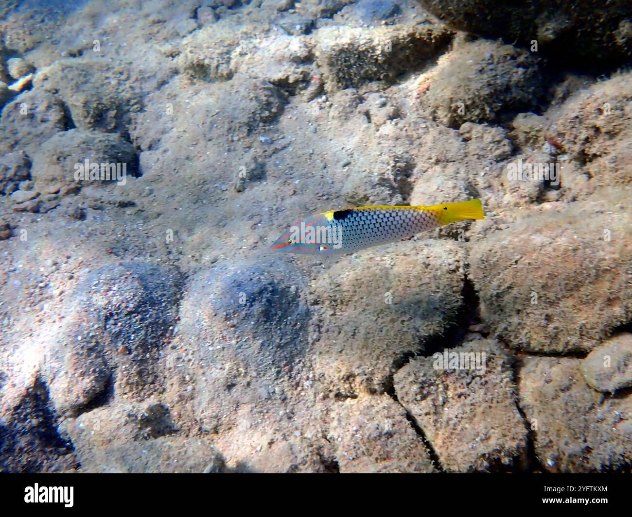 The checkerboard marble wrasse - (Halichoeres hortulanus Stock Photo ...