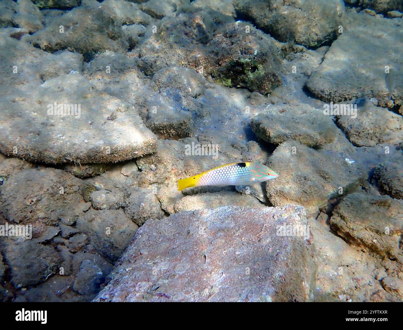 Checkerboard wrasse wrasse hi-res stock photography and images - Alamy