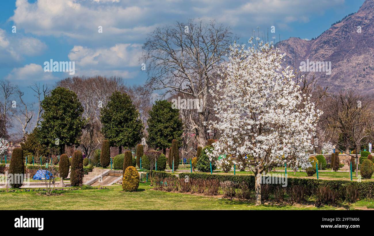 Beautiful flowering tree at Shalimar Garden on the side of Dal lake ...