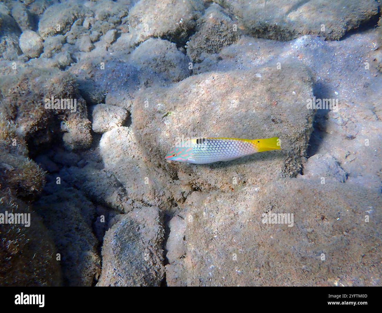 The checkerboard marble wrasse - (Halichoeres hortulanus Stock Photo ...