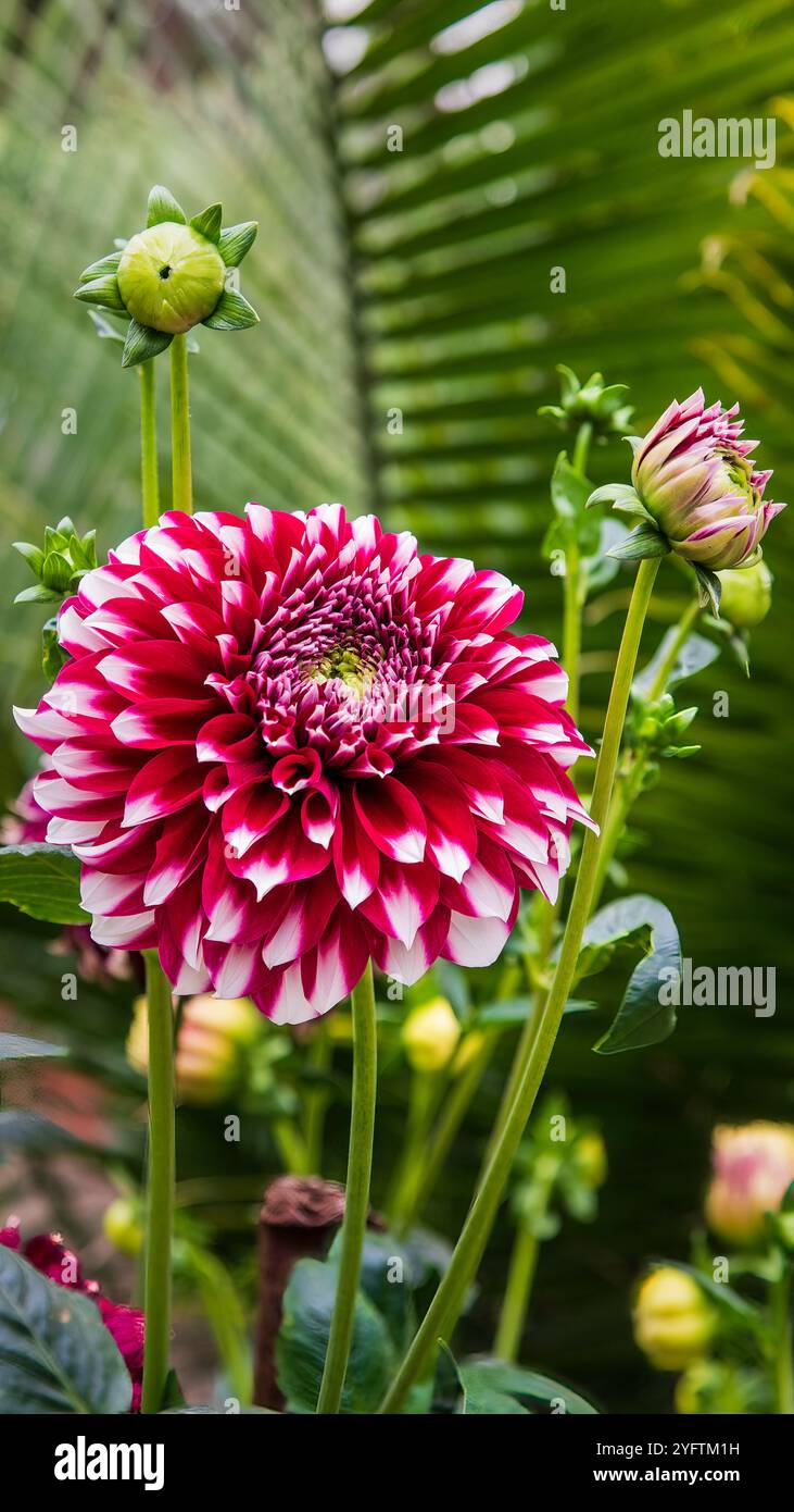 Dahlia flower meanings hi-res stock photography and images - Alamy