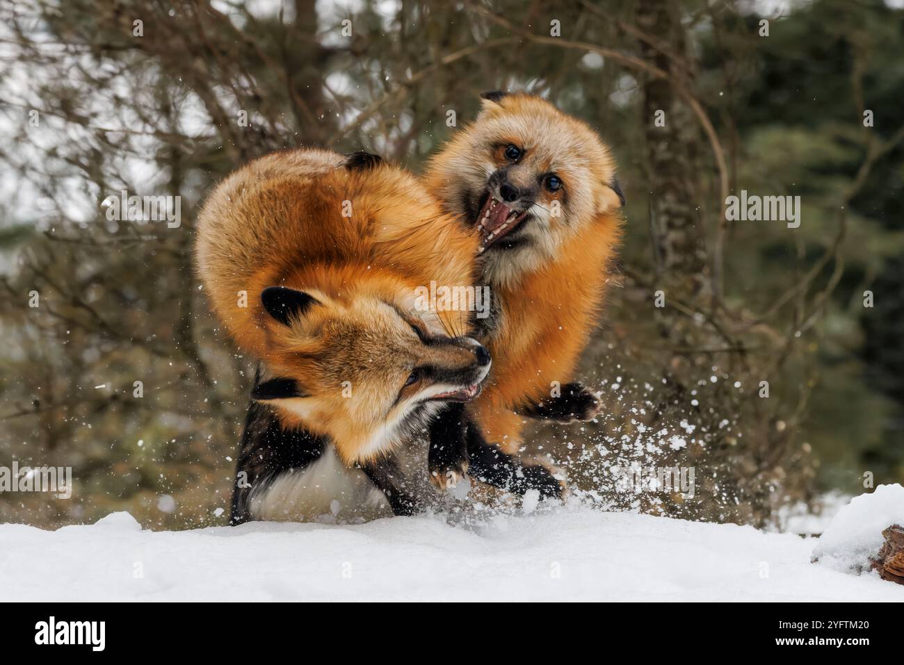 The red fox is the largest of the true foxes and one of the most widely ...