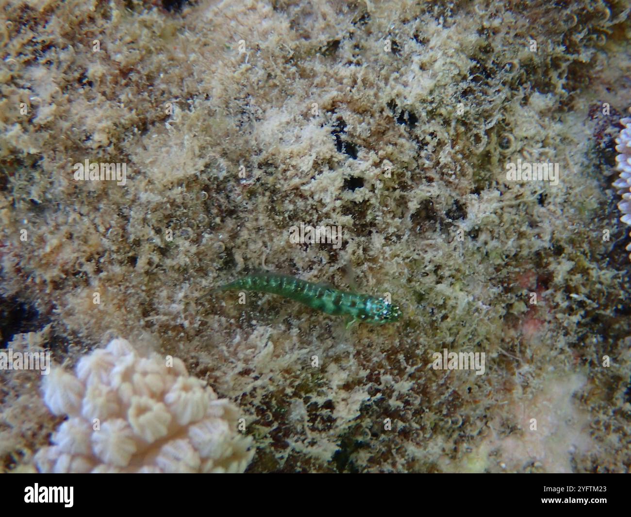 Emerald dwarf goby fish - Eviota smaragdus Stock Photo - Alamy