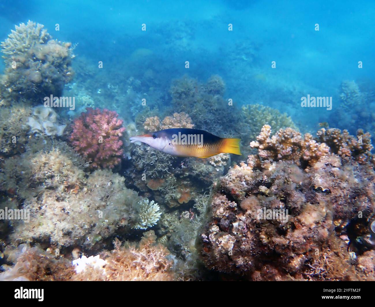 Gomphosus caeruleus, the green birdmouth wrasse Stock Photo - Alamy
