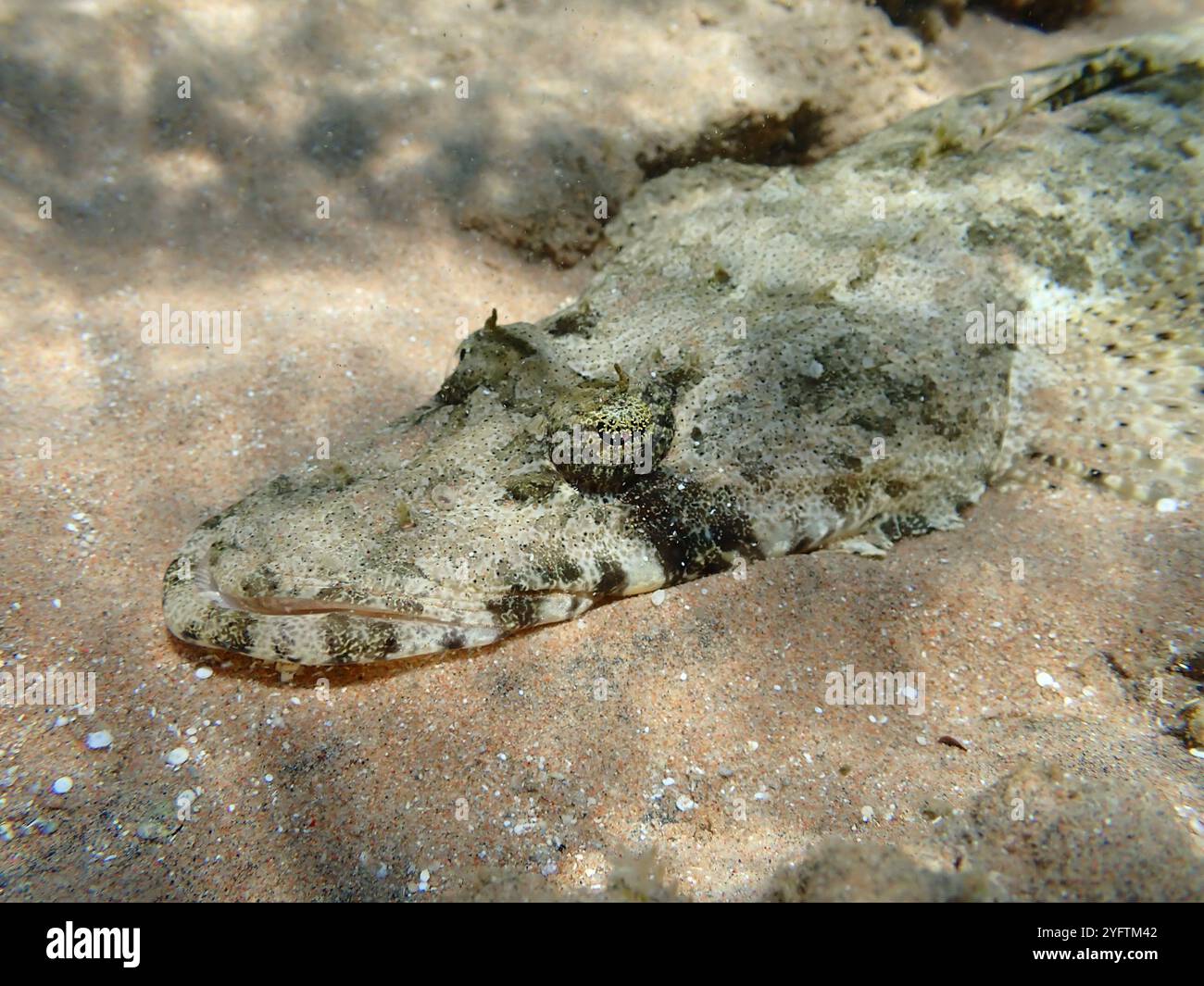 Tentacled flathead crocodile fish - (Papilloculiceps longiceps Stock ...