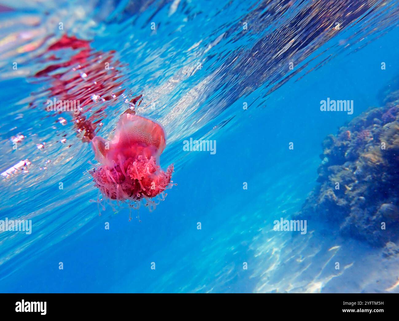 Cephea cephea, also known as the crown jellyfish, or cauliflower ...