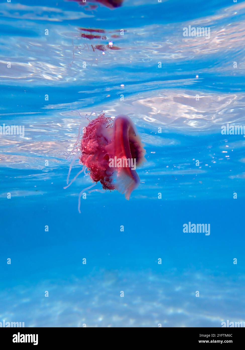 Cephea cephea, also known as the crown jellyfish, or cauliflower ...