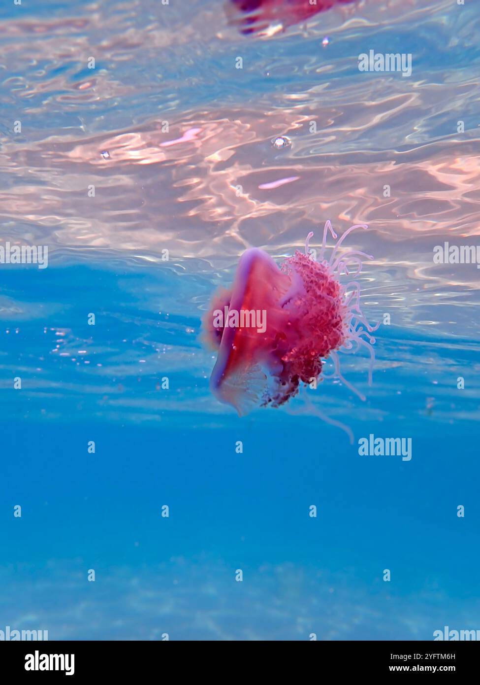 Cephea cephea, also known as the crown jellyfish, or cauliflower ...