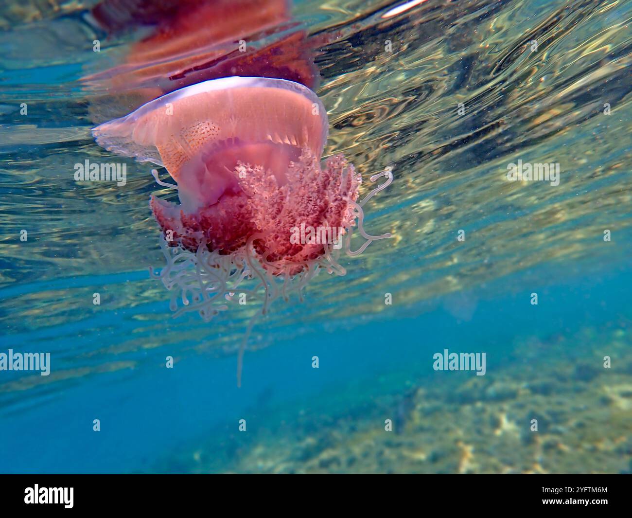 Cephea cephea, also known as the crown jellyfish, or cauliflower ...