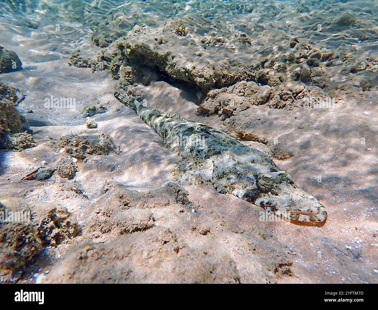 Tentacled flathead crocodile fish - (Papilloculiceps longiceps Stock ...