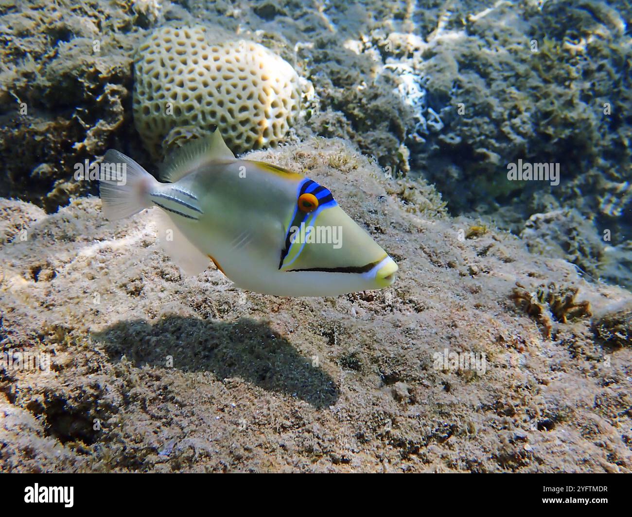 Triggerfish exotic and tropical fish species hi-res stock photography ...