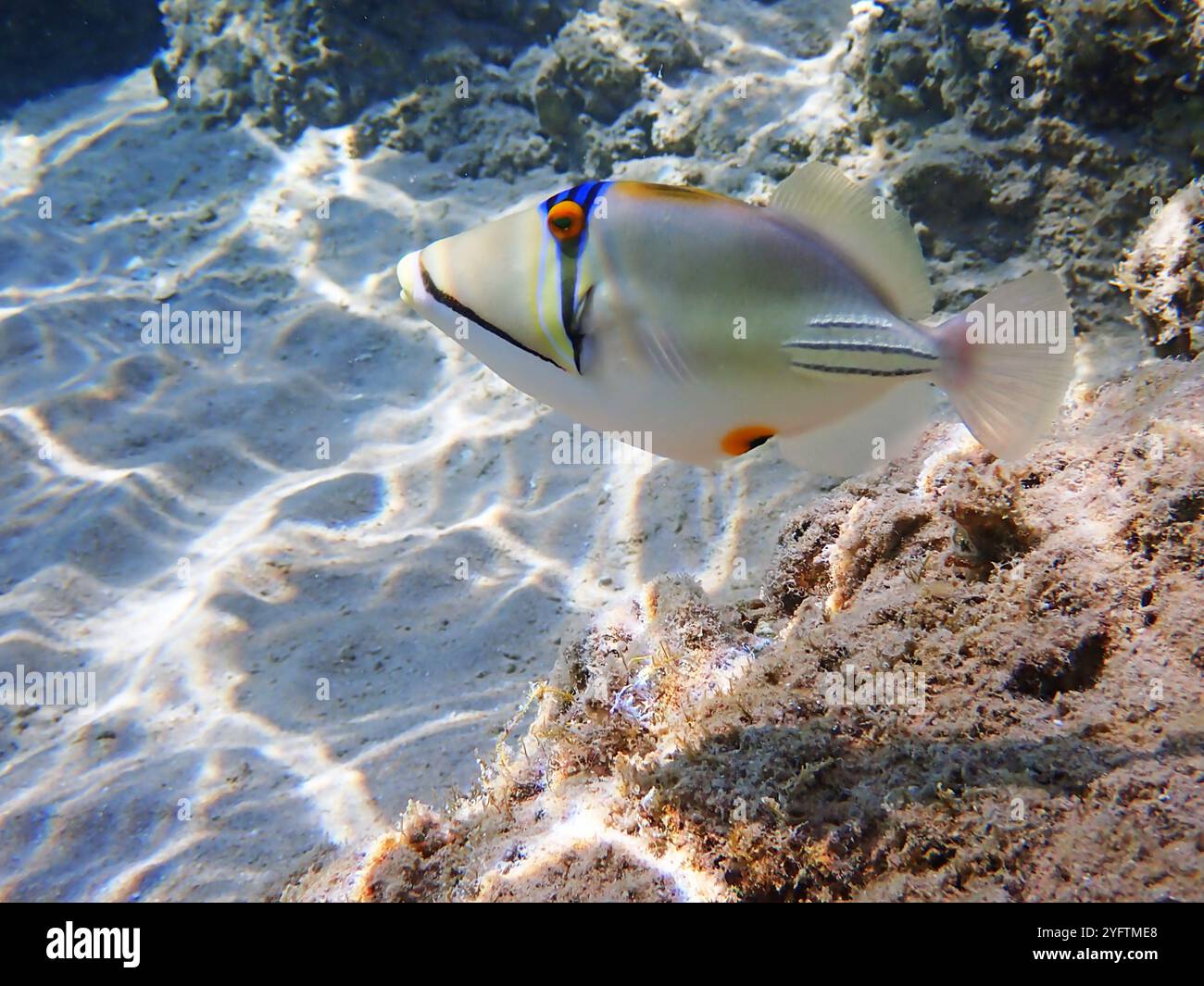 Triggerfish exotic and tropical fish species hi-res stock photography ...