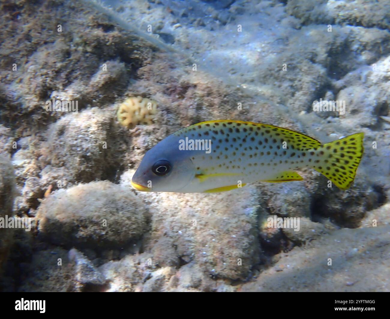 Yellow banded sweetlips fish - Plectorhinchus lineatus Stock Photo - Alamy