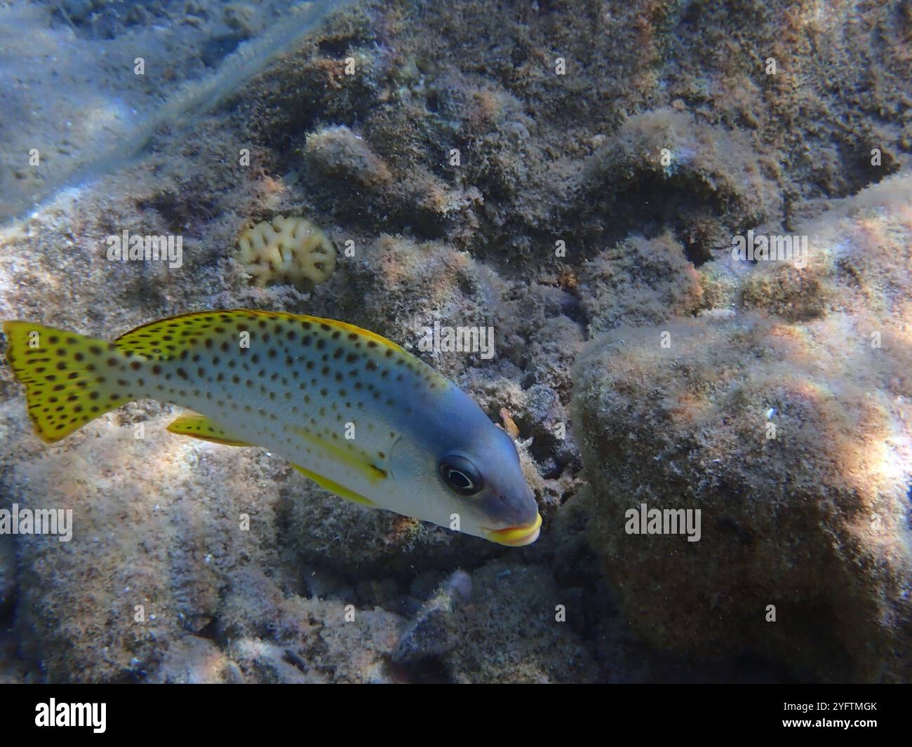 Lutjanus pentagramma hi-res stock photography and images - Alamy
