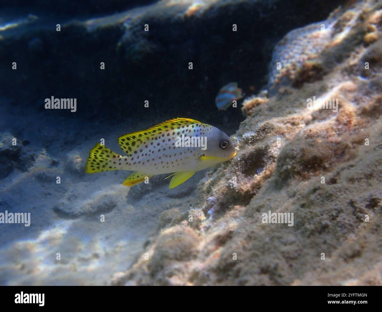 Lutjanus pentagramma hi-res stock photography and images - Alamy