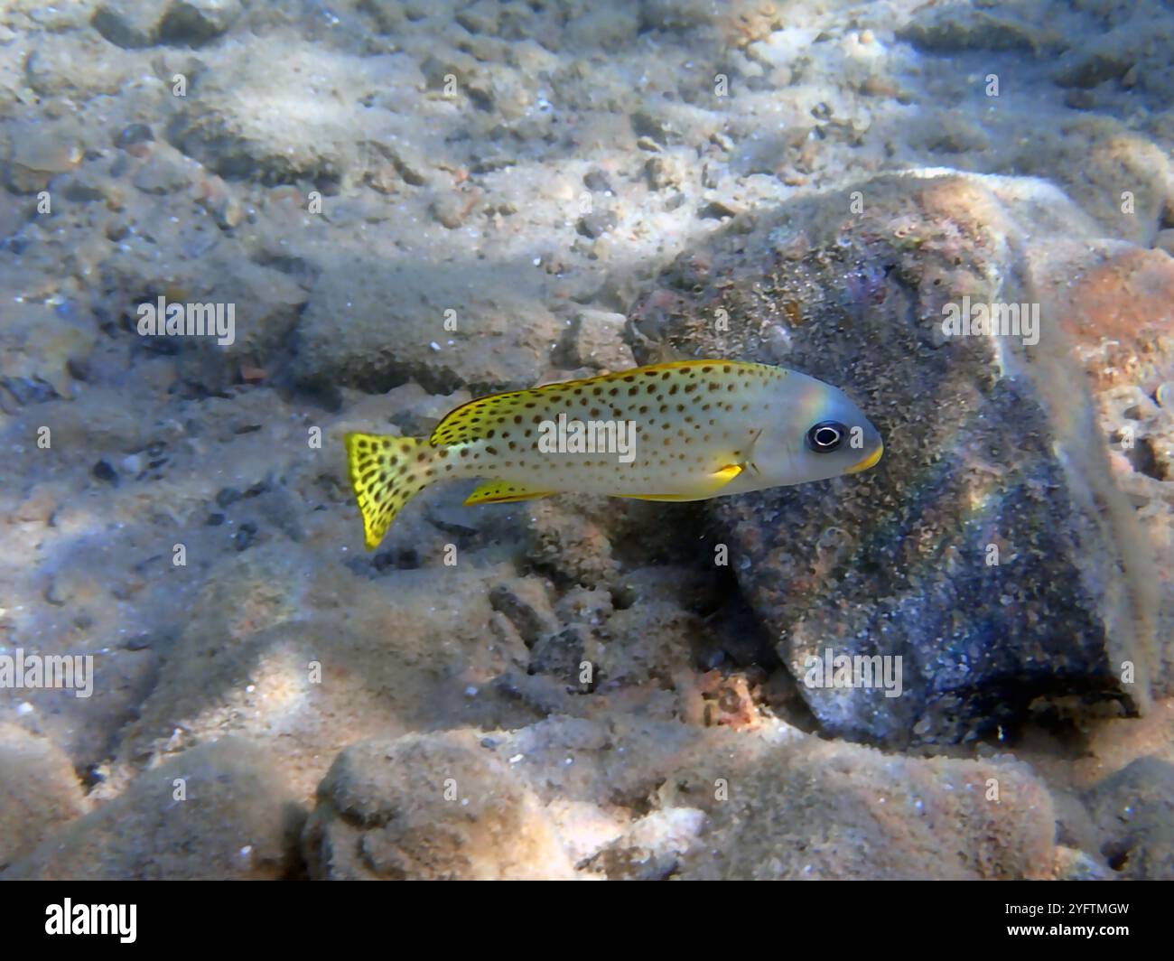 Oblique banded sweetlip fish hi-res stock photography and images - Alamy