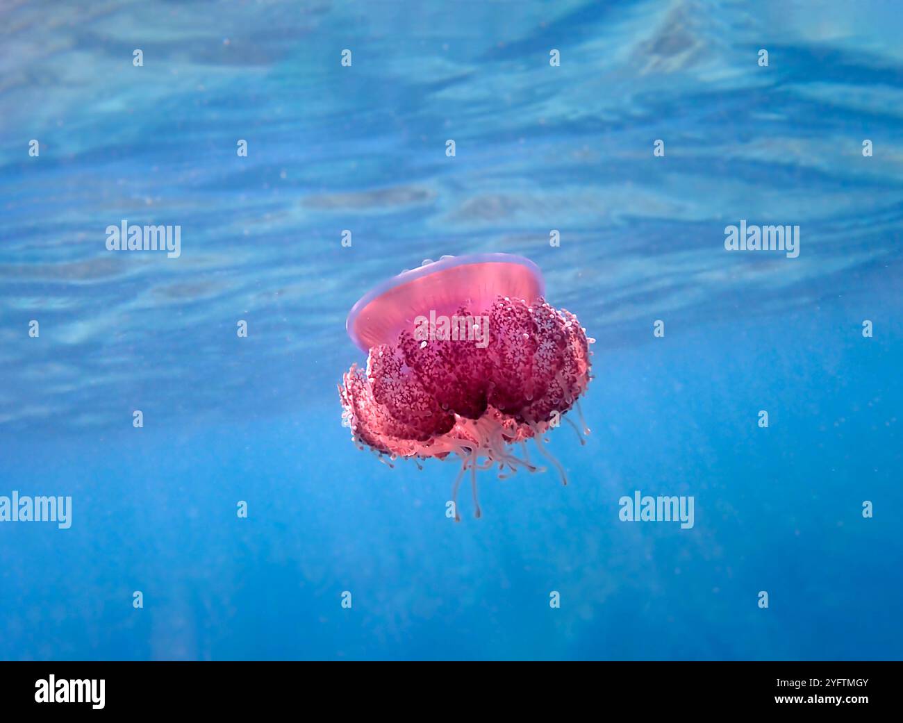 Cephea cephea, also known as the crown jellyfish, or cauliflower ...