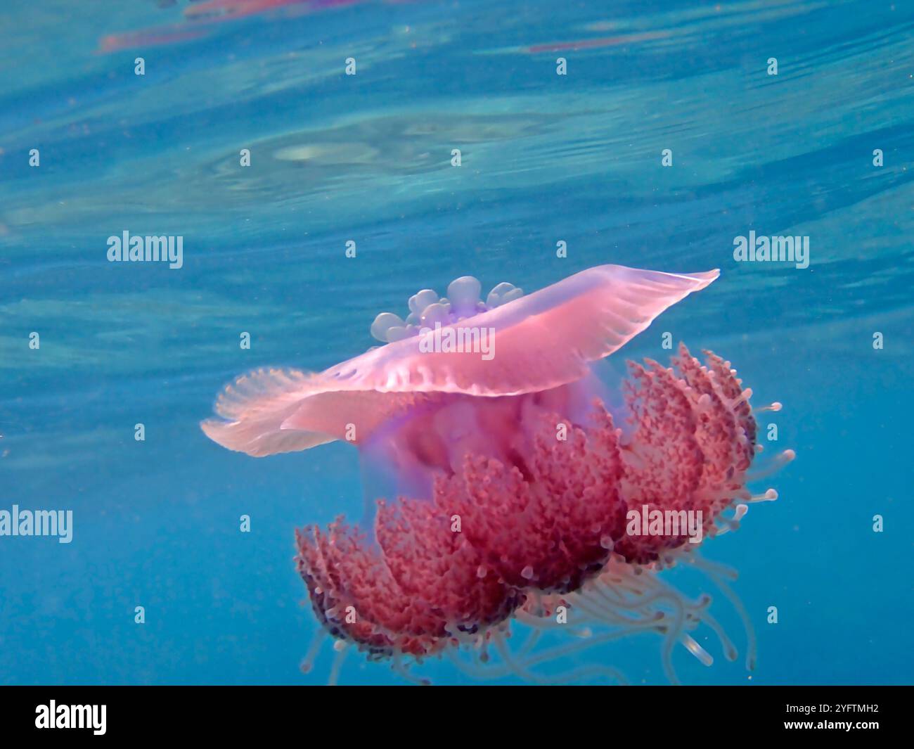 Crown sea jelly hi-res stock photography and images - Alamy