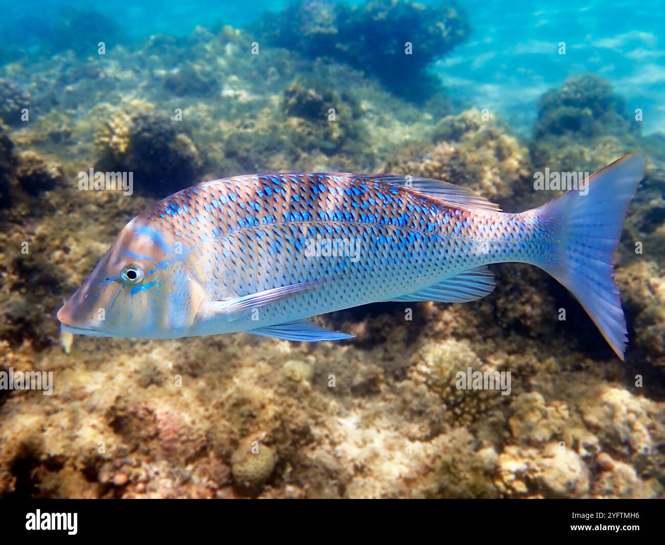 Fish emperor snapper hi-res stock photography and images - Alamy