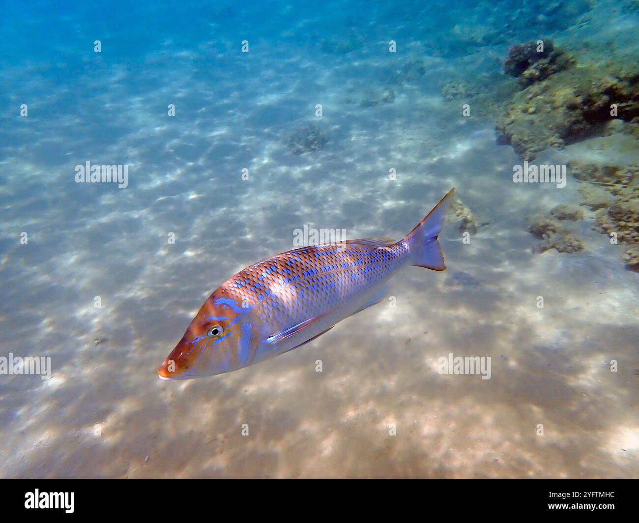 Lethrinus nebulosus, the spangled emperor underwater into the Red sea ...