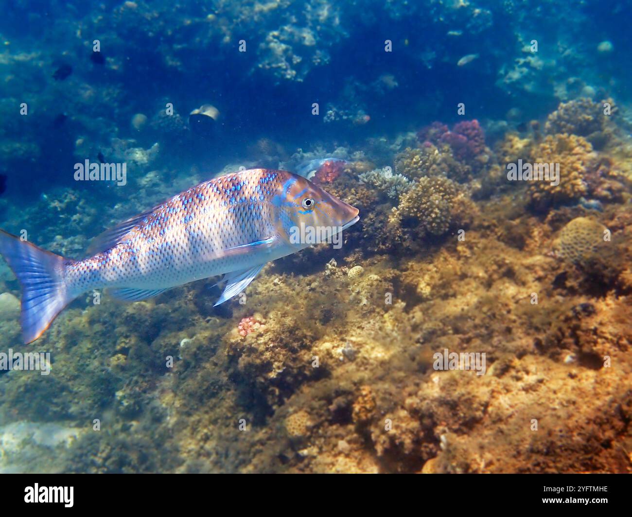 Fish emperor snapper hi-res stock photography and images - Alamy