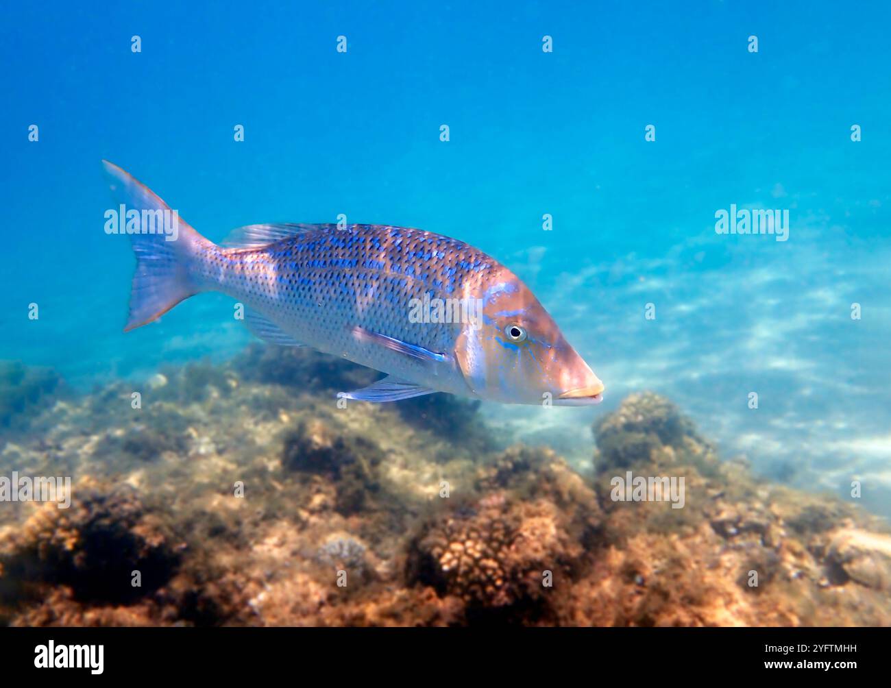 Red emperor snapper hi-res stock photography and images - Alamy