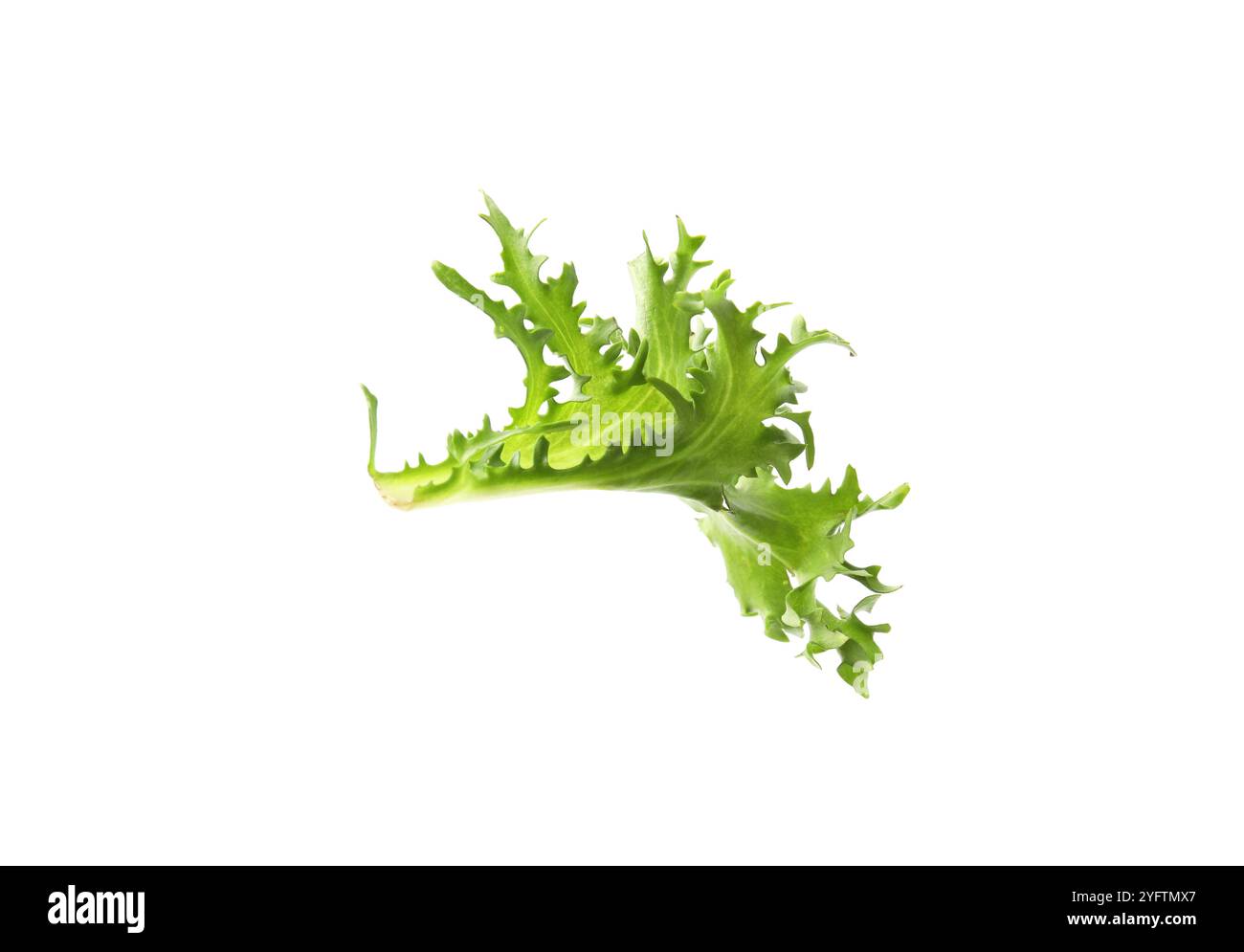 One fresh arugula leaf isolated on white Stock Photo - Alamy