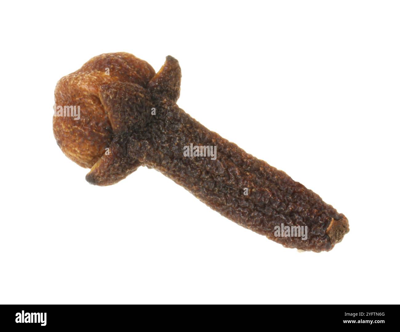 One dry clove bud isolated on white. Aromatic spice Stock Photo - Alamy