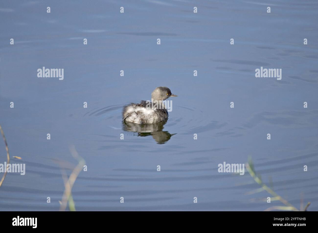 Least grebe Tachybaptus dominicus Bentsen Rio Grande State Park Texas ...