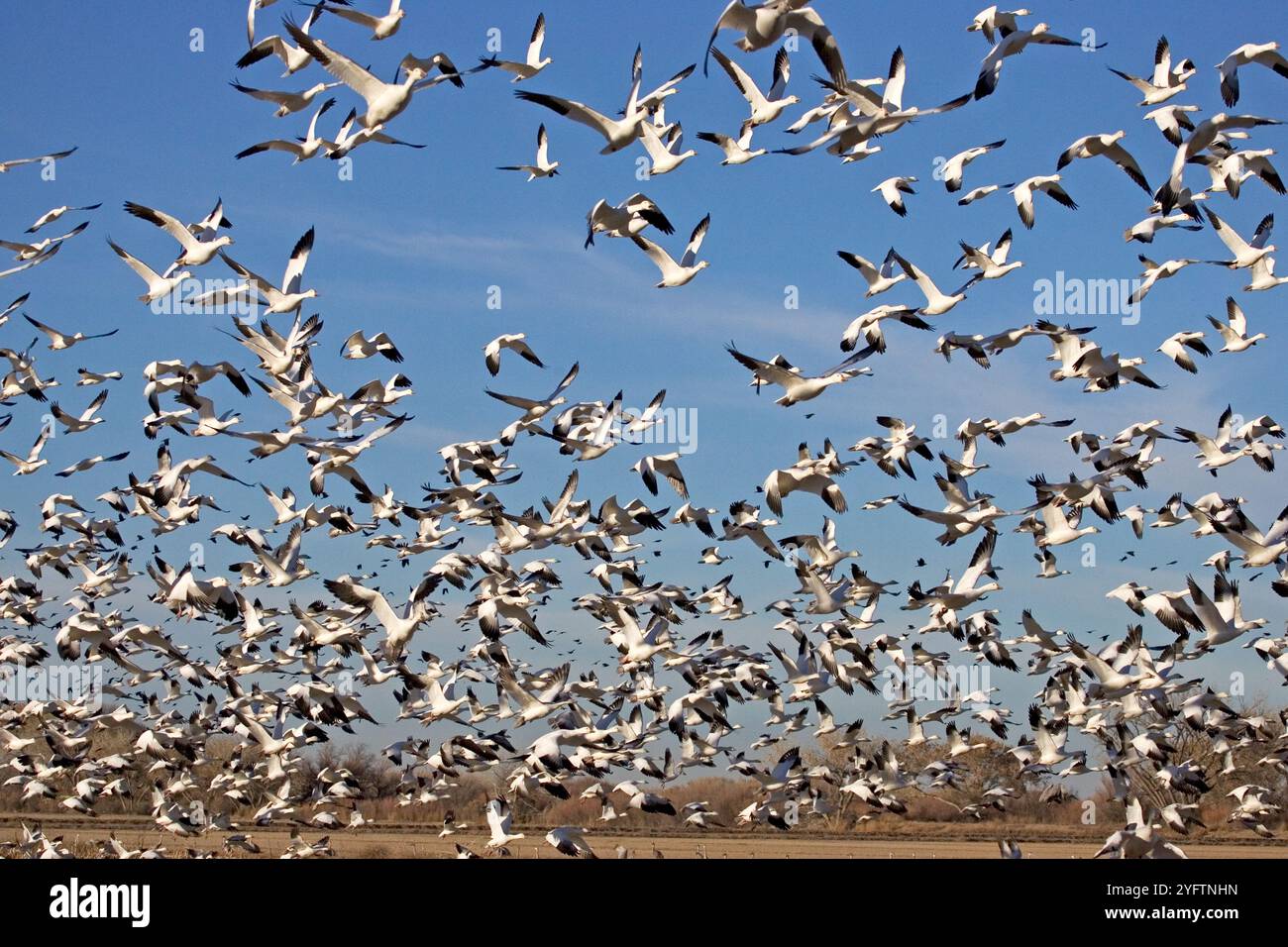 Snow goose Chen caerulescens large flocktaking off in reaction to an ...