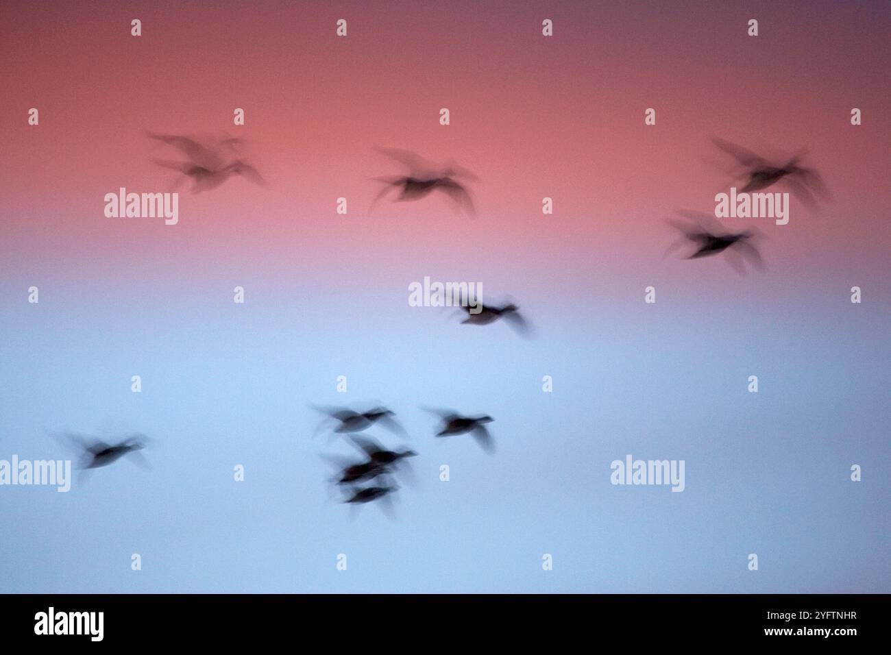 Flock geese flying in slow hi-res stock photography and images - Alamy
