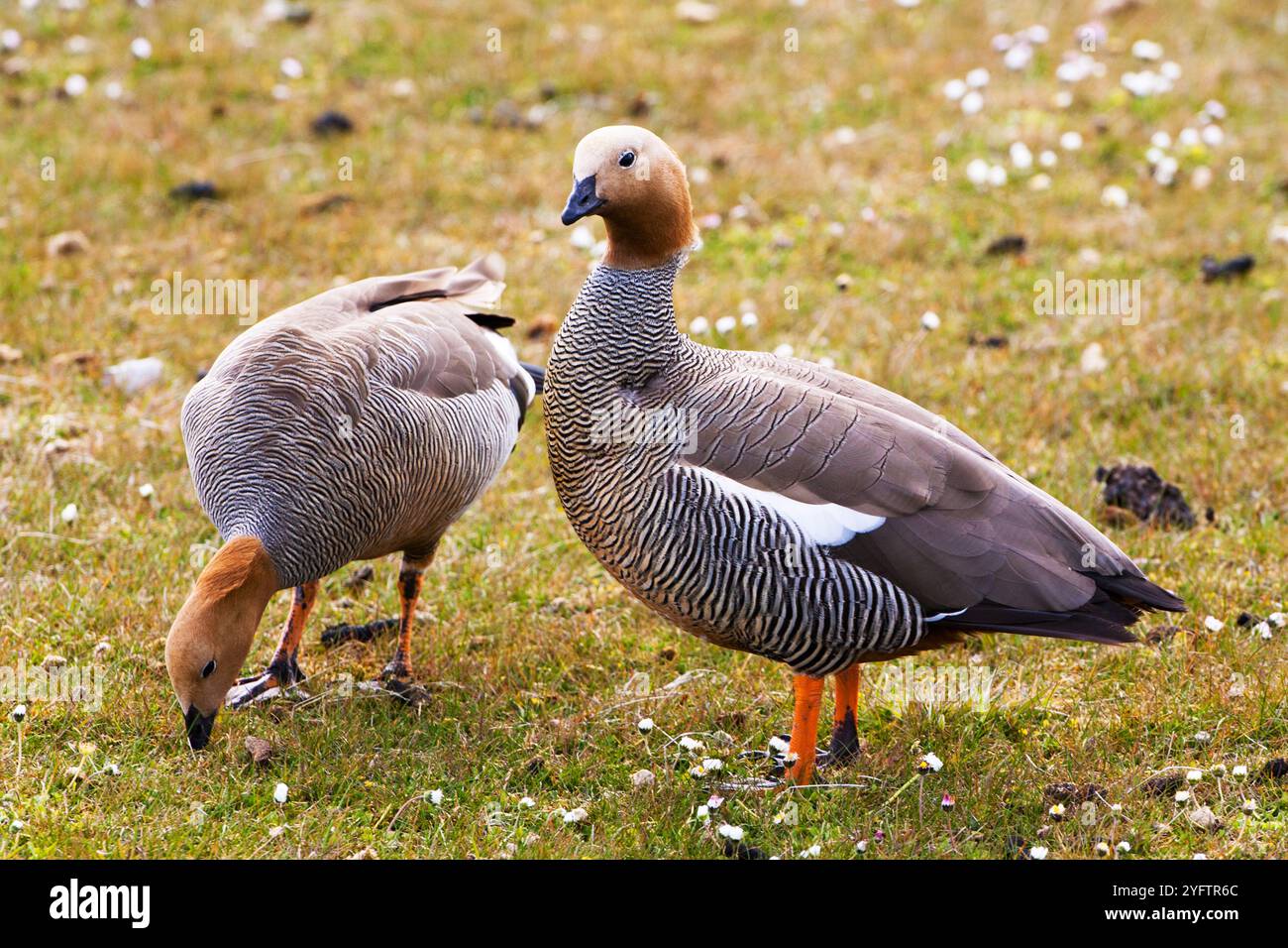 Ruddy-headed goose Chloephaga rubidiceps pair feeding on grassland ...