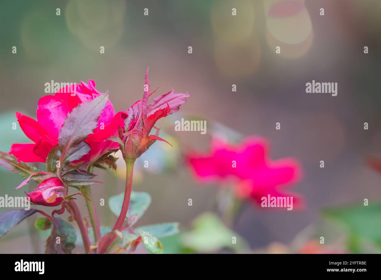 Emerging rose hi-res stock photography and images - Alamy