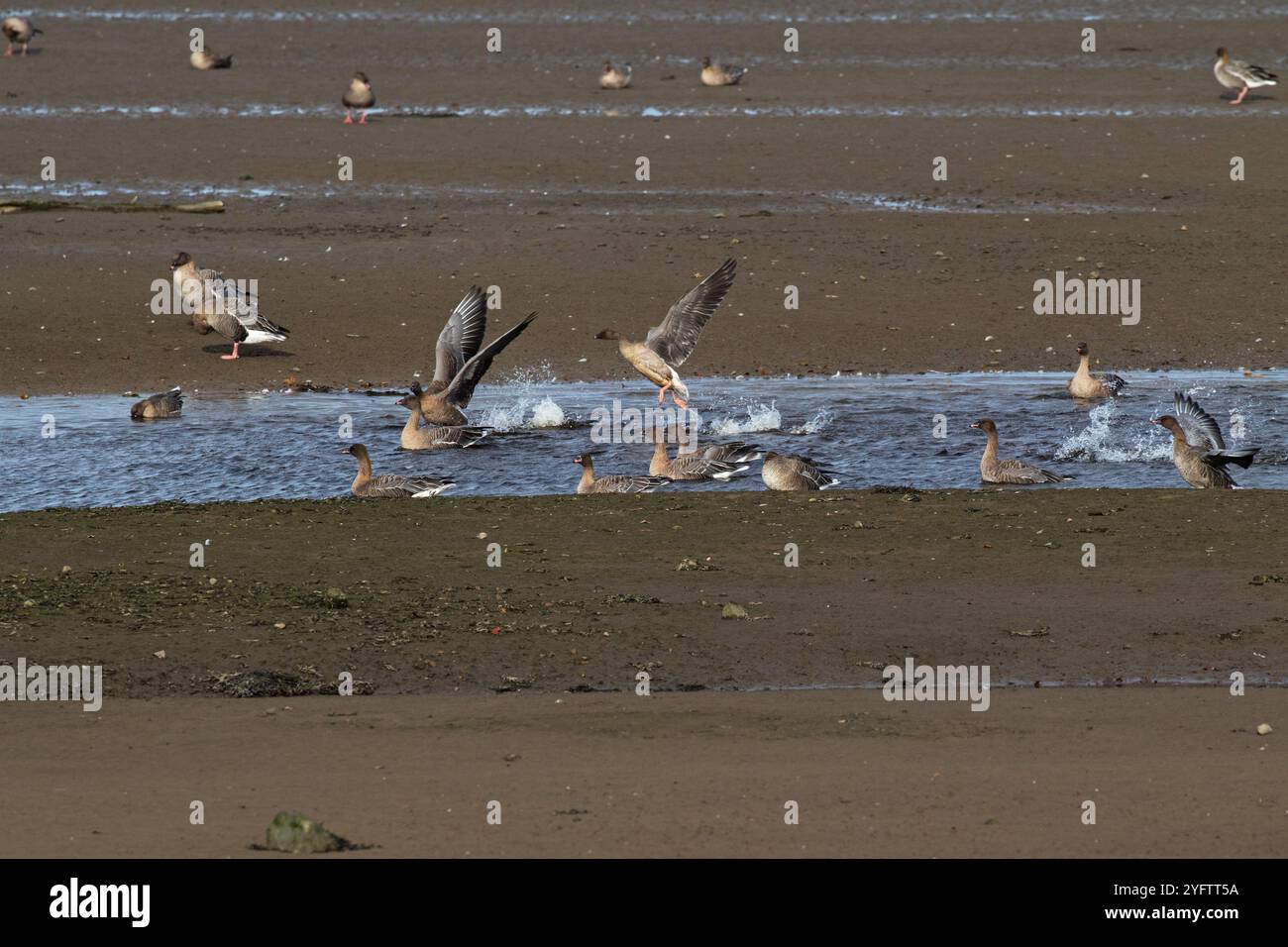 Pink-footed goose Anser brachyrhynchus, landing in water channel in ...