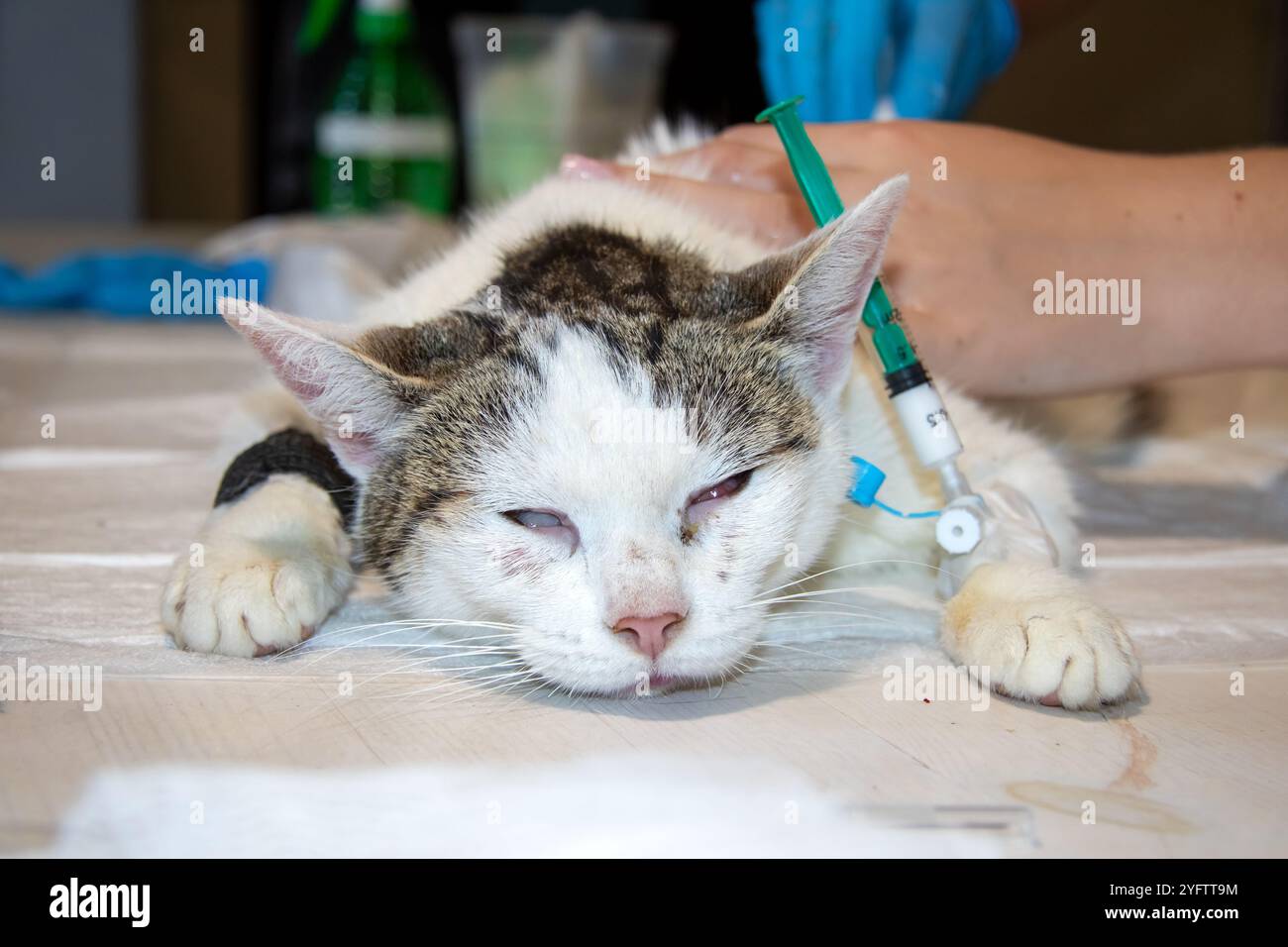 A domestic cat with a syringe surprisingly attached to its neck, which ...